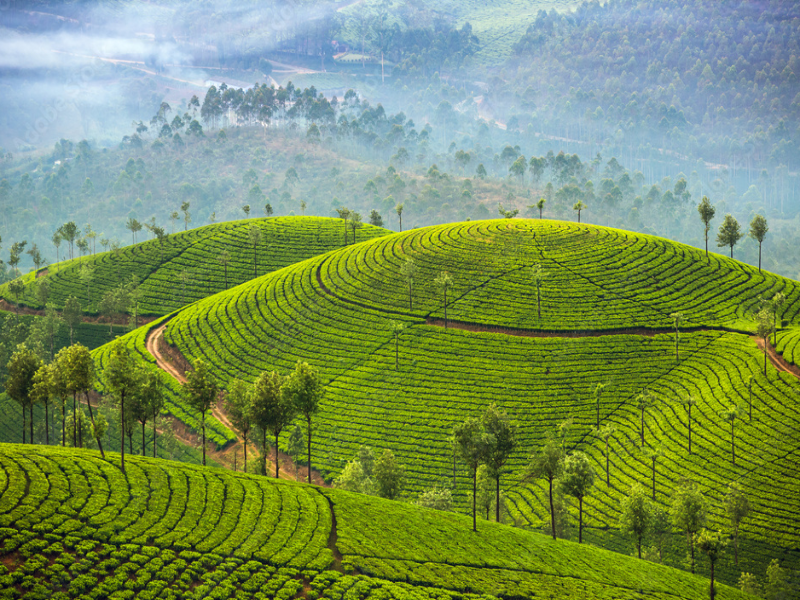 TOP THINGS TO DO IN MUNNAR & DISCOVER MUNNAR WITH 3 DAYS GUIDE